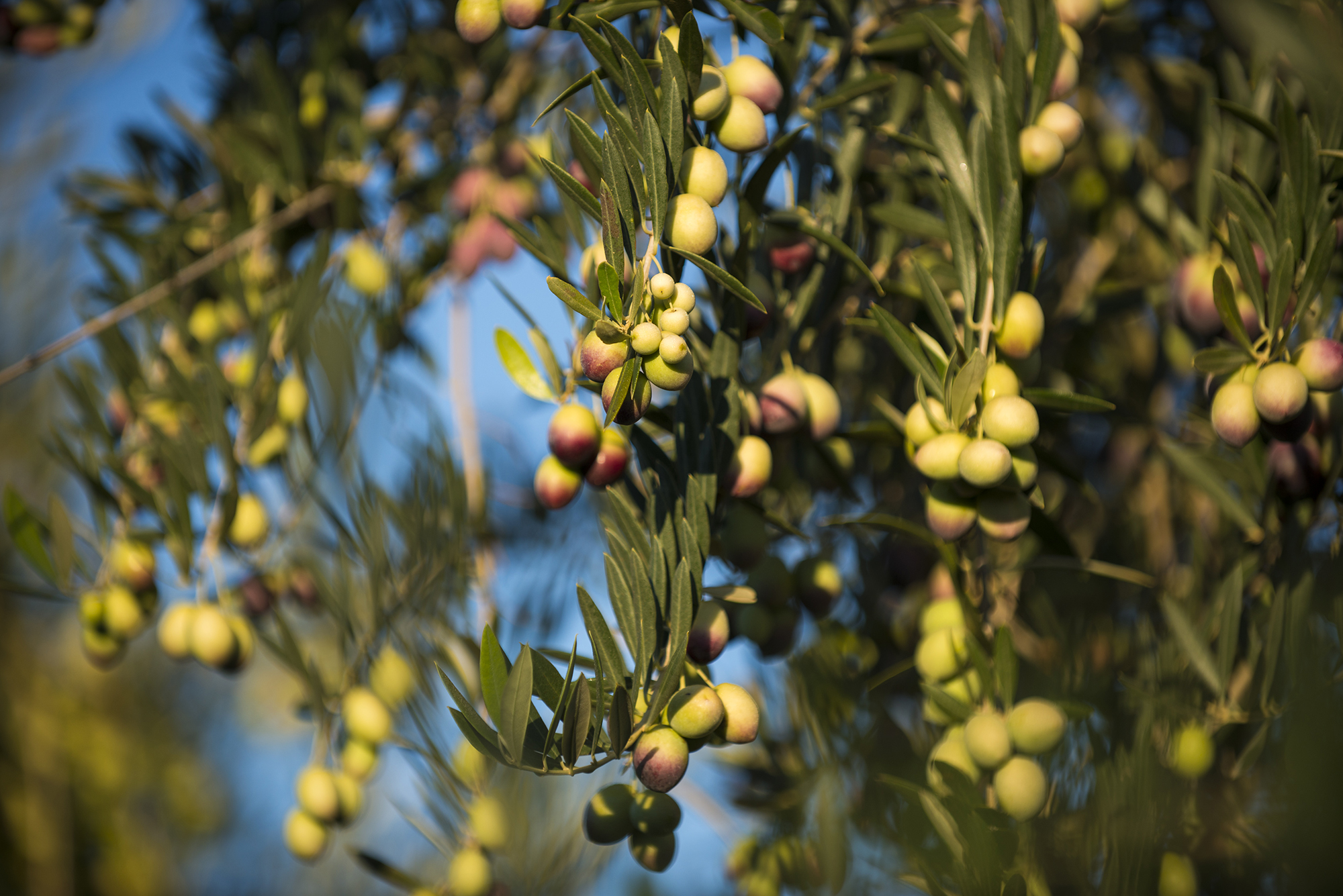 Launch of world-first Olive Wellness Institute - LIV Health